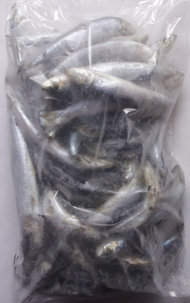 Bait - IQF Pilchards 4 kg Box – Mid Coast Fishing Bait & Tackle